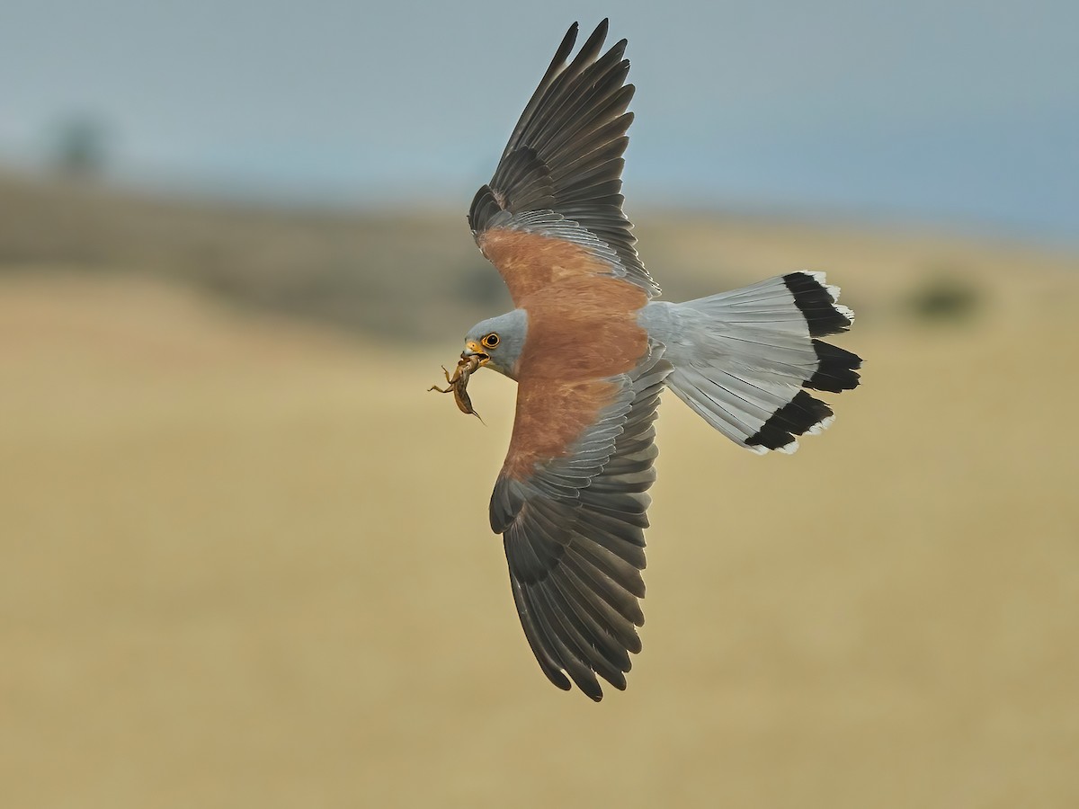 Lesser Kestrel - Falco naumanni - Birds of the World