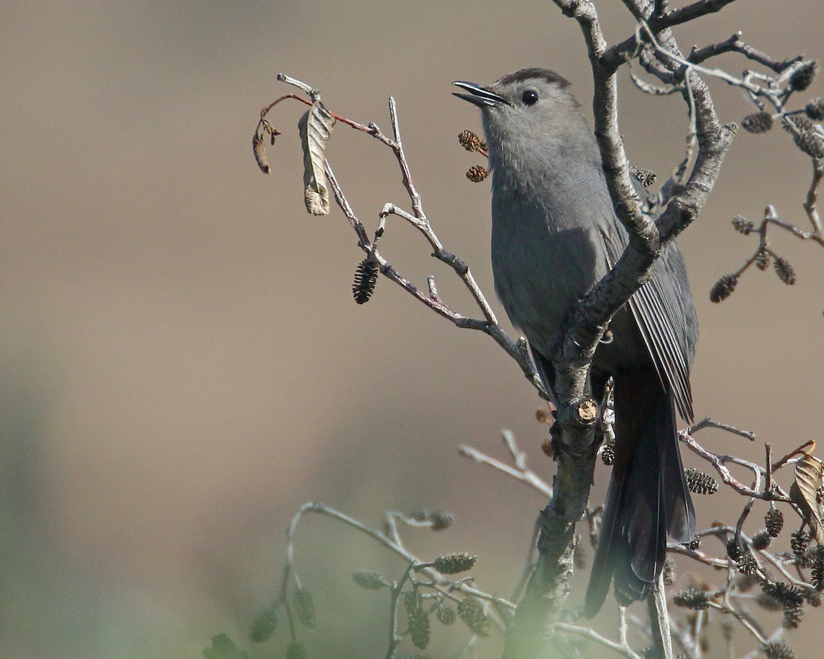 eBird Checklist - 23 May 2023 - Chief Timothy Habitat Management Unit ...