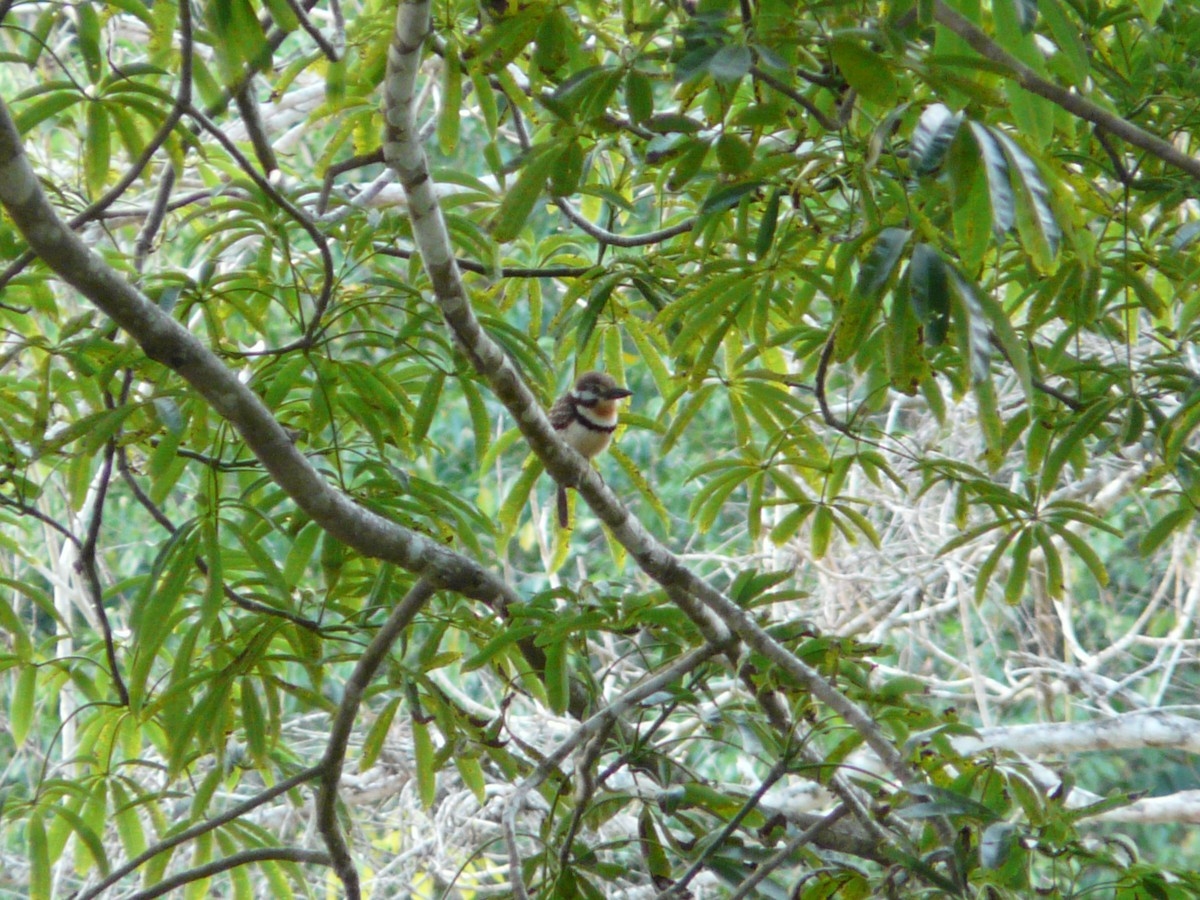Russet-throated Puffbird - Hypnelus ruficollis - Media Search ...