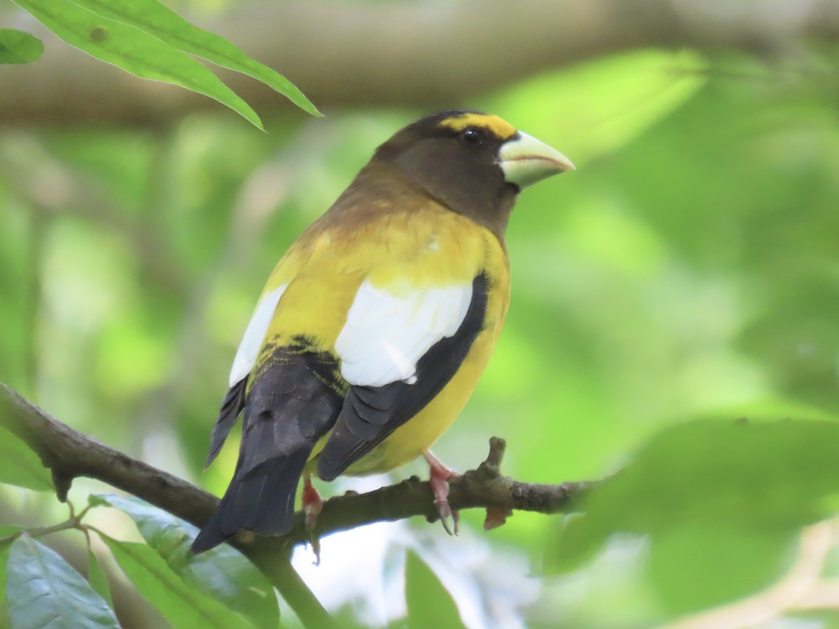 eBird Checklist - 23 May 2023 - Coney Island Creek Park - 15 species ...