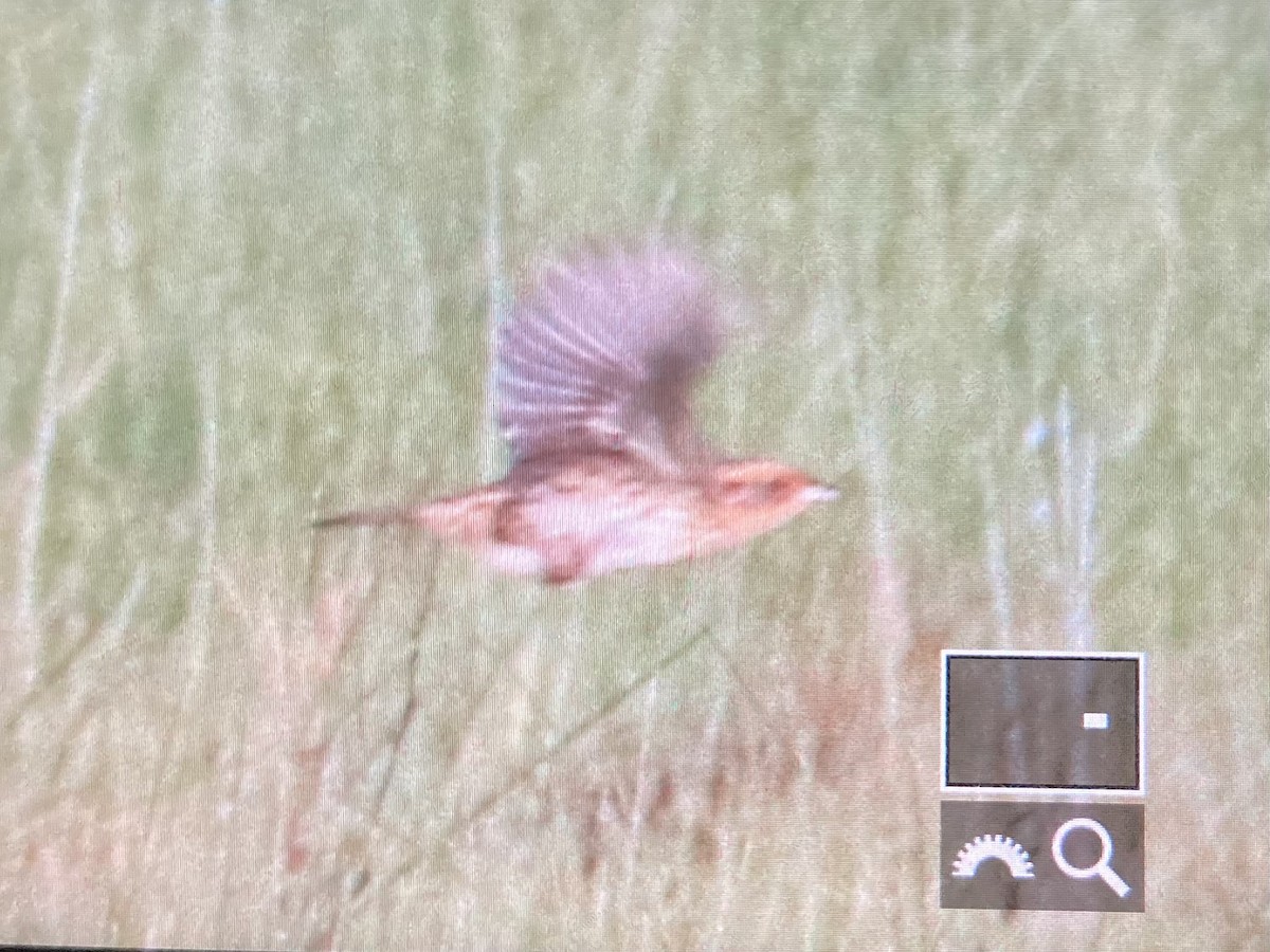 eBird Checklist - 23 May 2023 - Parker River NWR - 72 species (+1 other taxa)