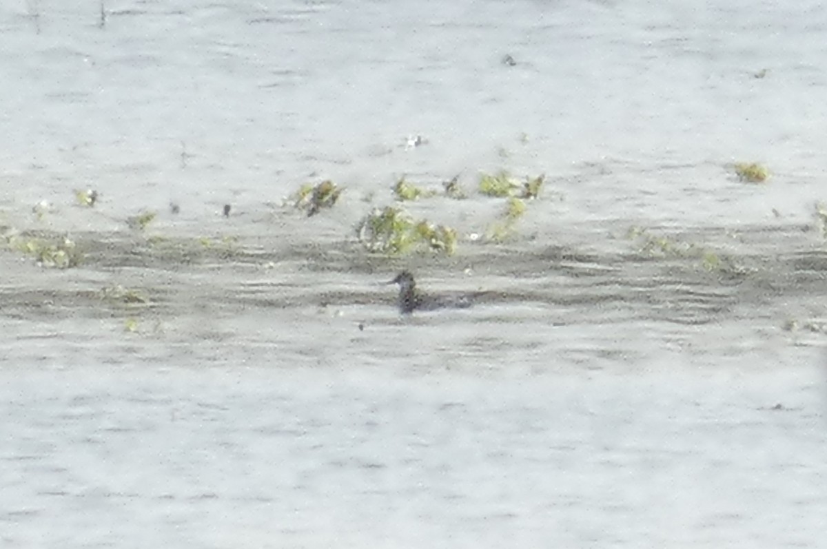 eBird Checklist - 23 May 2023 - Jamaica Bay Wildlife Refuge--Terrapin ...