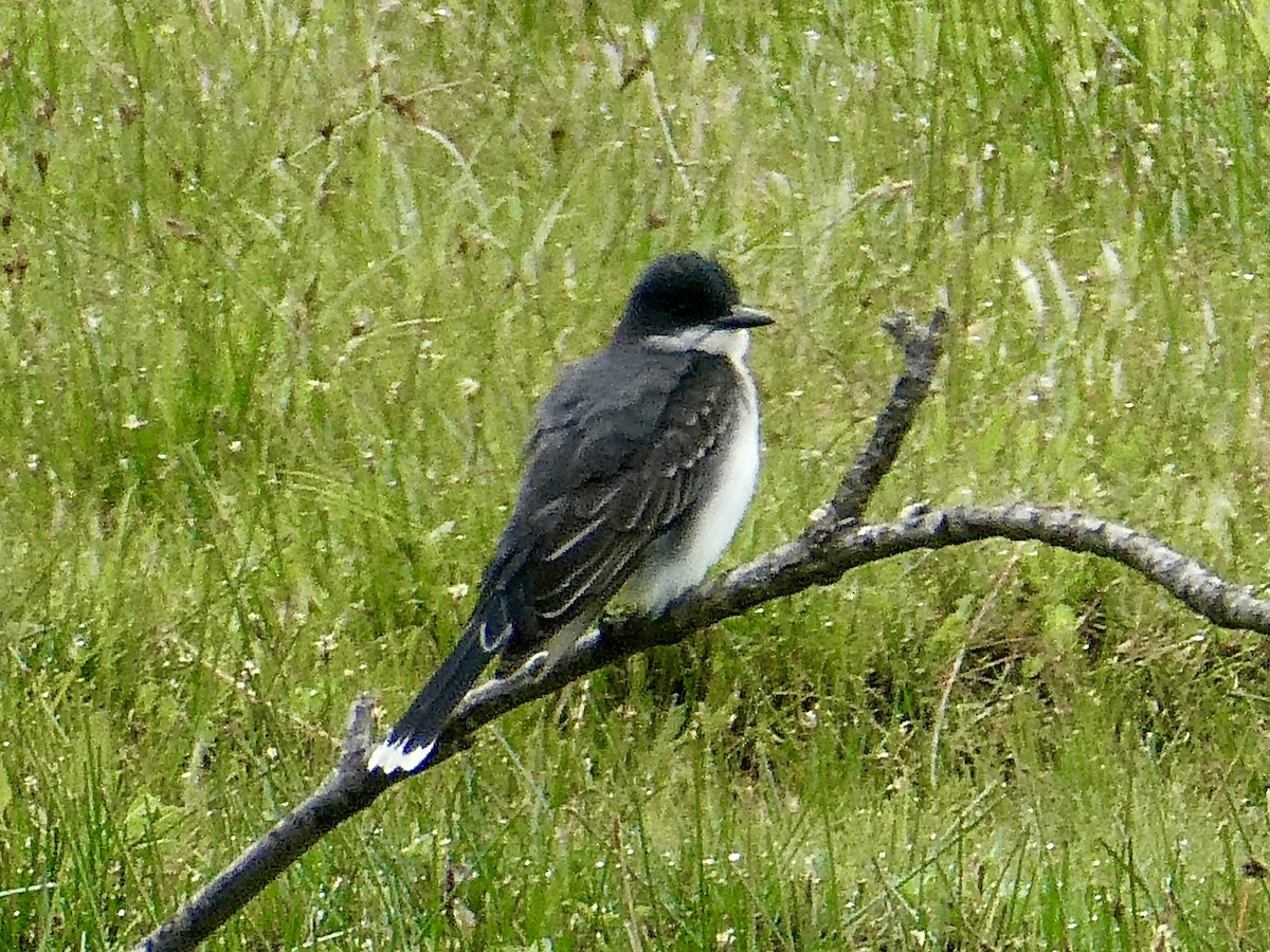 eBird Checklist - 23 May 2023 - Eastern Kingbird Stakeout - 19 species