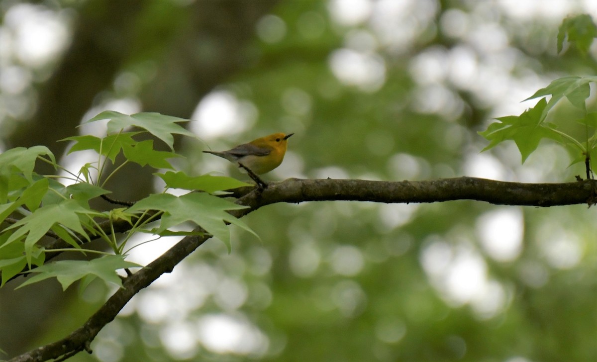 eBird Checklist - 23 May 2023 - Silver Lake Park/Nature Center - 10 species