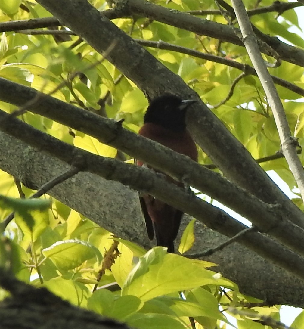 eBird Checklist - 23 May 2023 - Lang-Hastings Trail wet woods north of ...