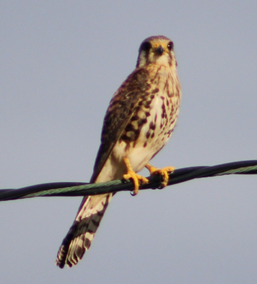 eBird Checklist - 23 May 2023 - Mi patio - 1 species