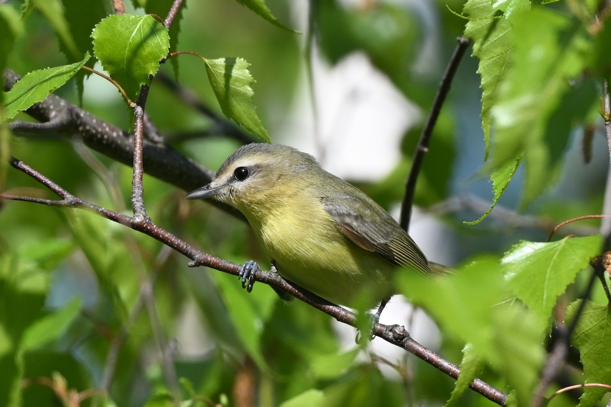 eBird Checklist - 23 May 2023 - Sorel-Tracy-685 Rue de la Sablière ...