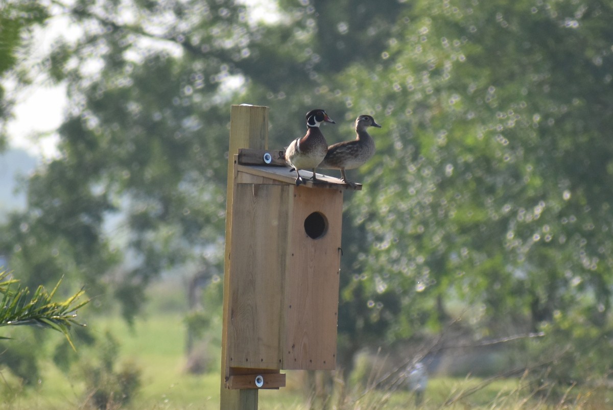 eBird Checklist - 21 May 2023 - A for Effort - 30 species (+1 other taxa)