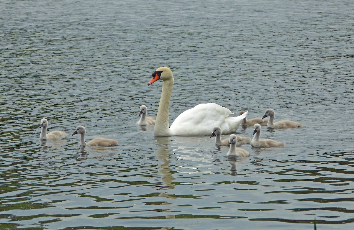 eBird Checklist - 22 May 2023 - Rickmansworth Aquadrome LNR--Bury Lake ...
