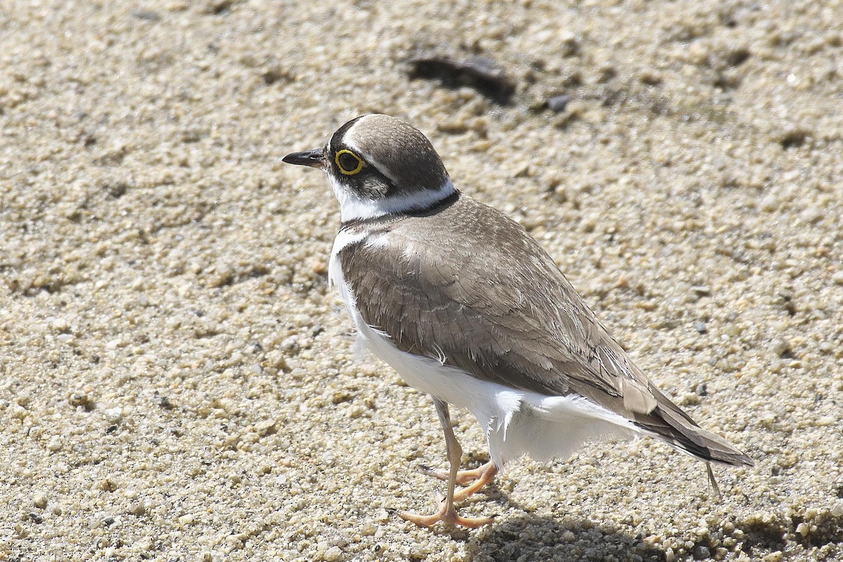 eBird Checklist - 24 May 2023 - 春日市--春日公園 (Kasuga--Kasuga Park) - 17 species