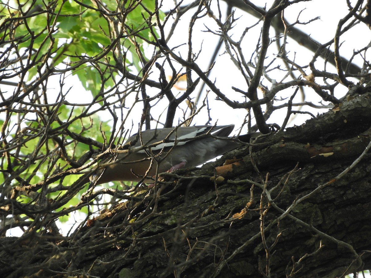 eBird Checklist - 24 May 2023 - stakeout White-winged Doves (Arceme Ave ...