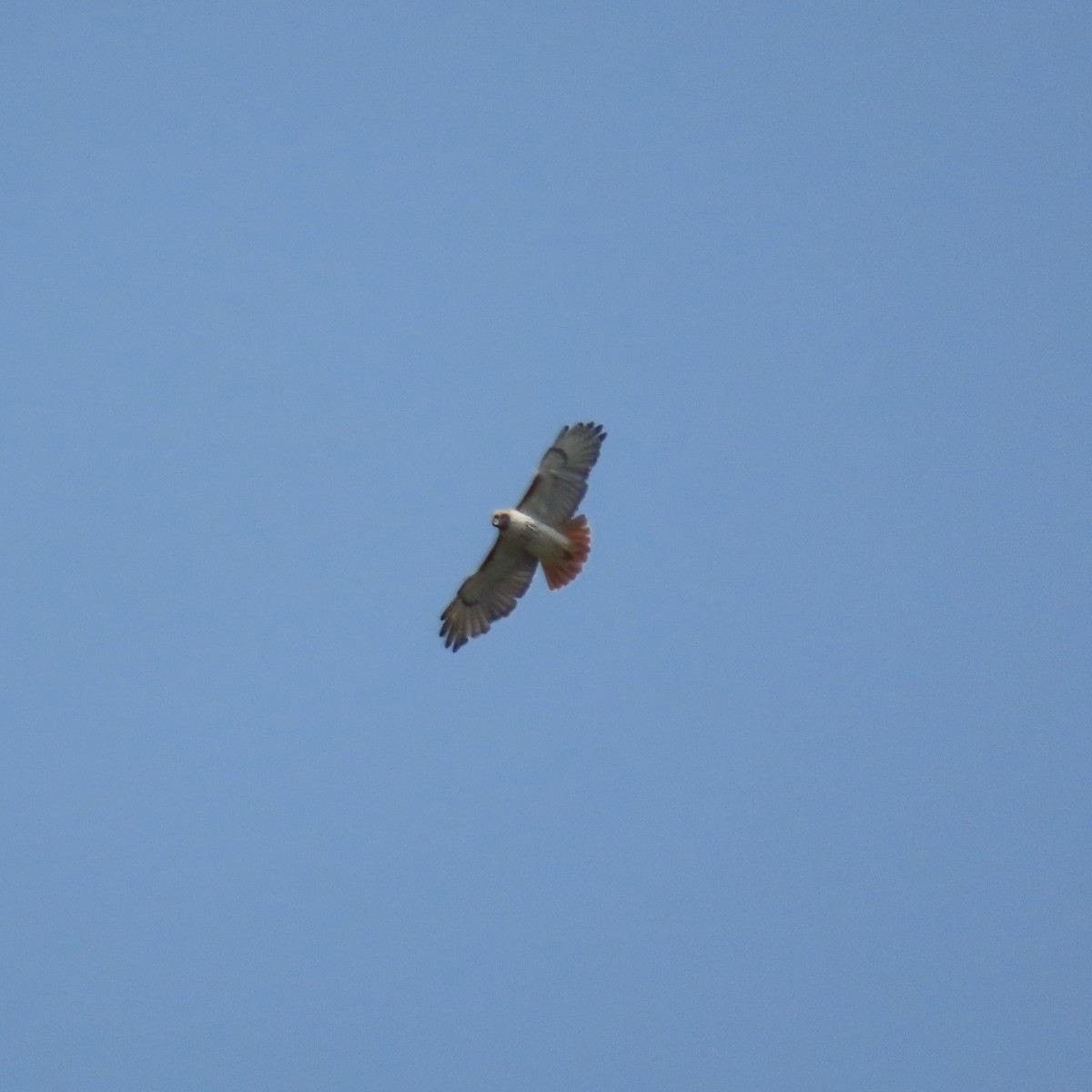 Maryland-DC Breeding Bird Atlas Checklist - 24 May 2023 - Clarksville ...