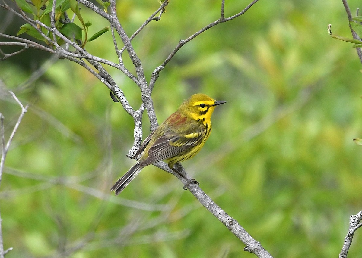 New York Breeding Bird Atlas Checklist - 24 May 2023 - Bob & Betty ...