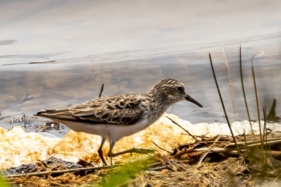 eBird Checklist - 24 May 2023 - Parker River NWR - 52 species (+1 other ...
