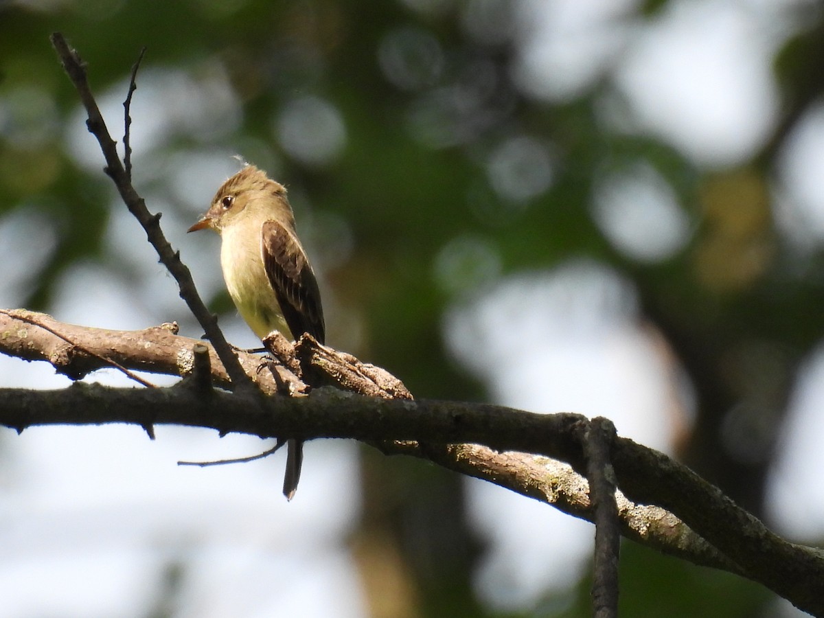 eBird Checklist - 24 May 2023 - Watson Rd. Bird Preserve - 10 species