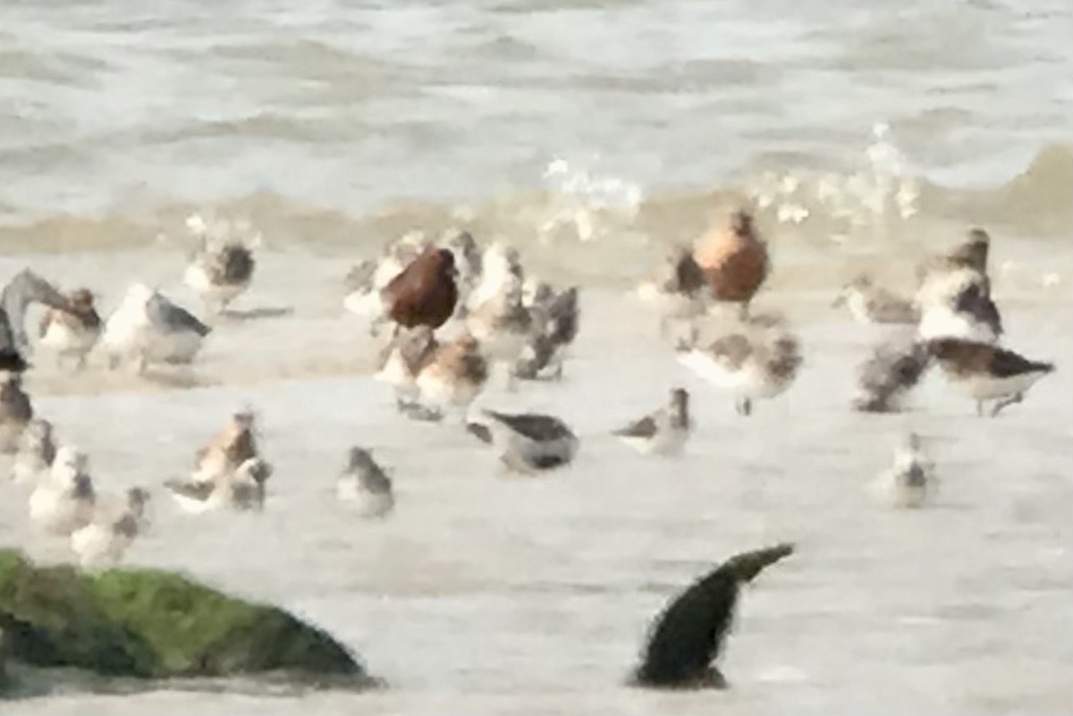 eBird Checklist - 24 May 2023 - Jones Beach SP--West End - 34 species