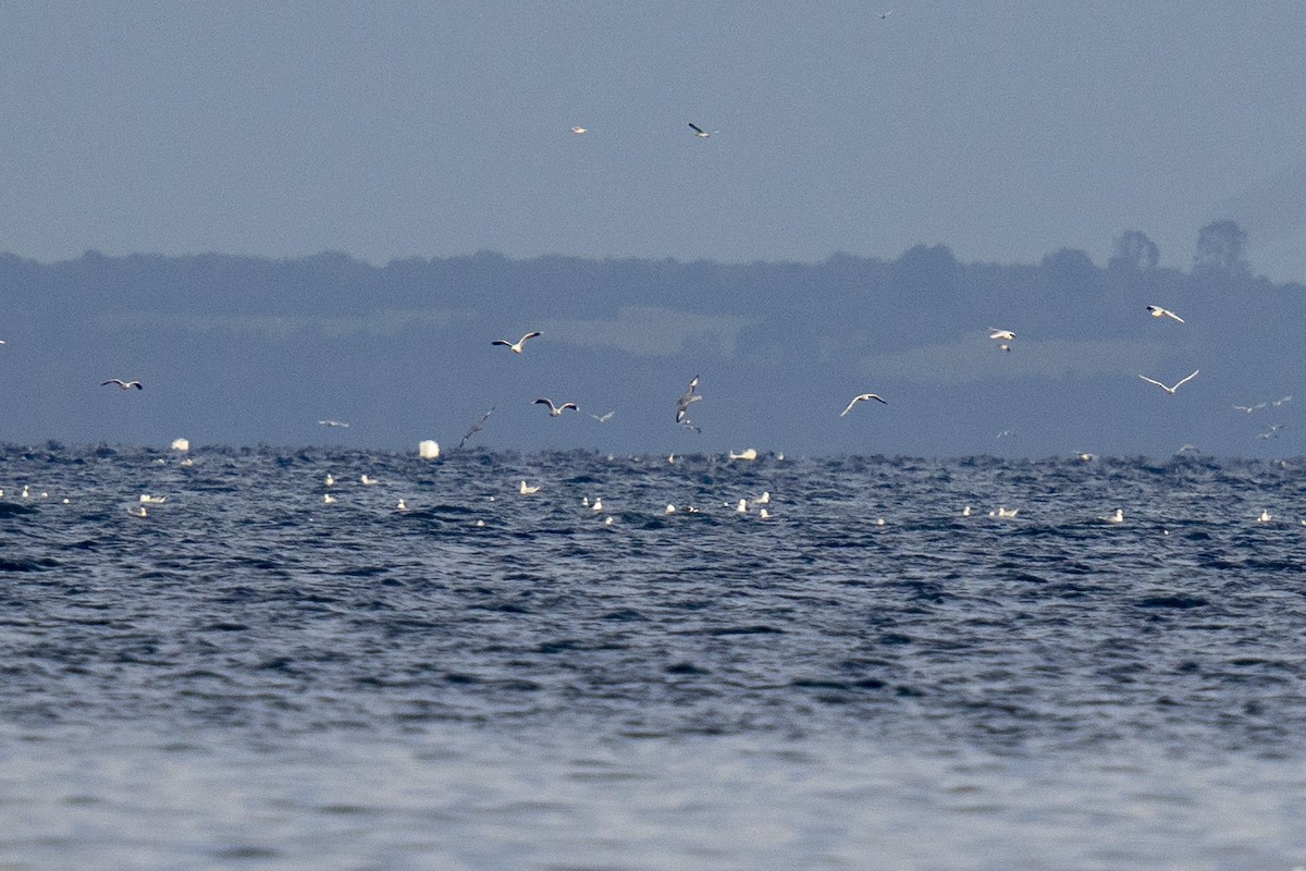 ML576864541 Southern Fulmar Macaulay Library