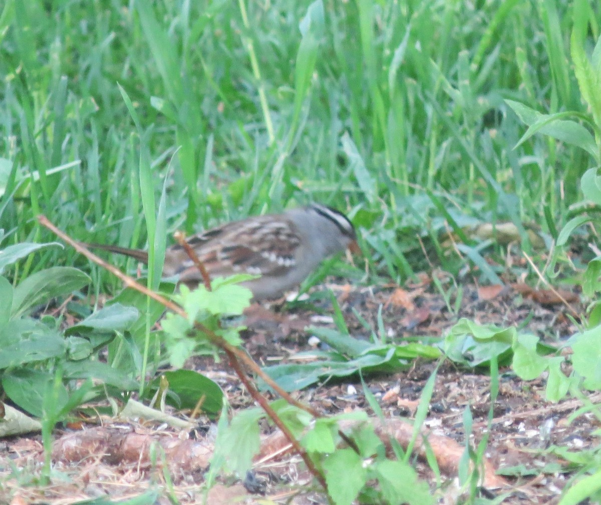 eBird Checklist - 24 May 2023 - New Jersey Audubon Hariton Sanctuary ...