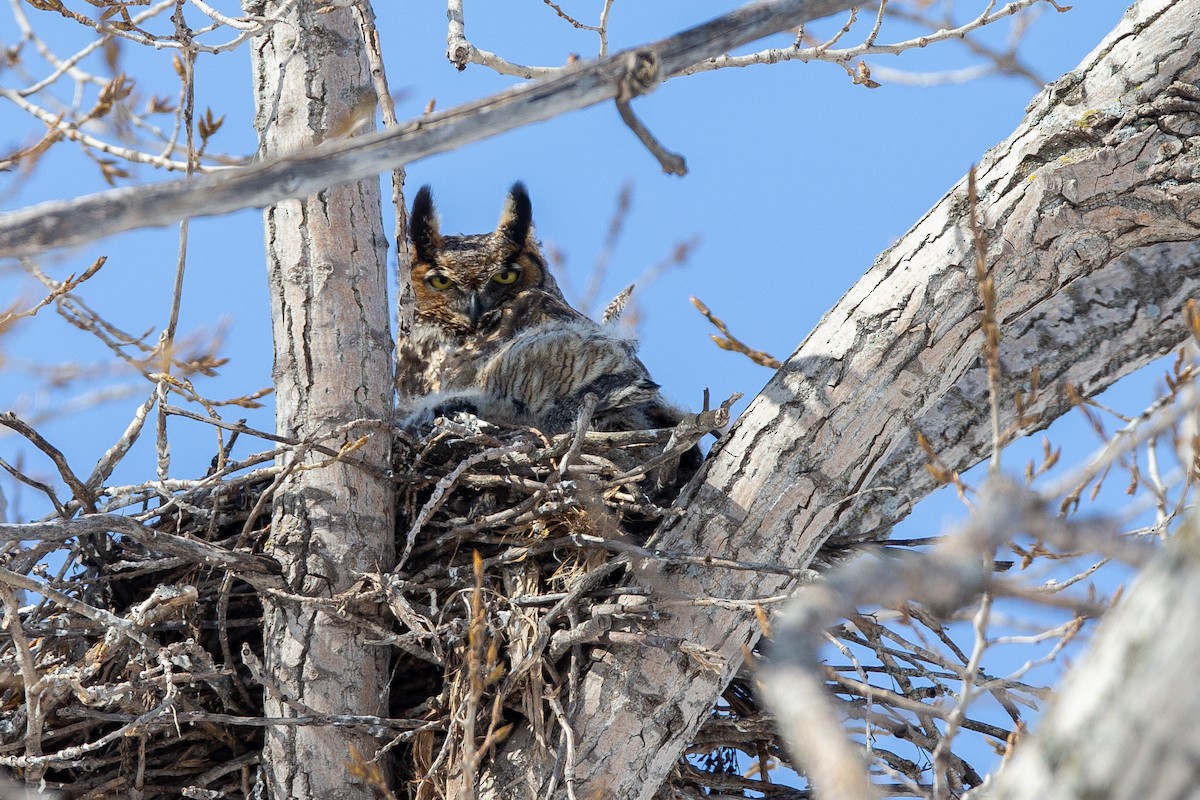 eBird Québec Checklist - 20 Mar 2023 - Ch. de la Presqu'île - 3 species