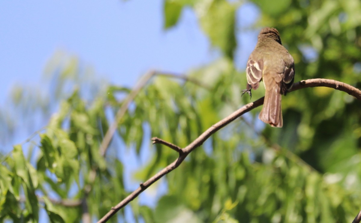 eBird Checklist - 8 May 2023 - Lynnhaven House & Colonial Education ... eBird Checklist - 8 May 2023 - Lynnhaven House & Colonial Education ...