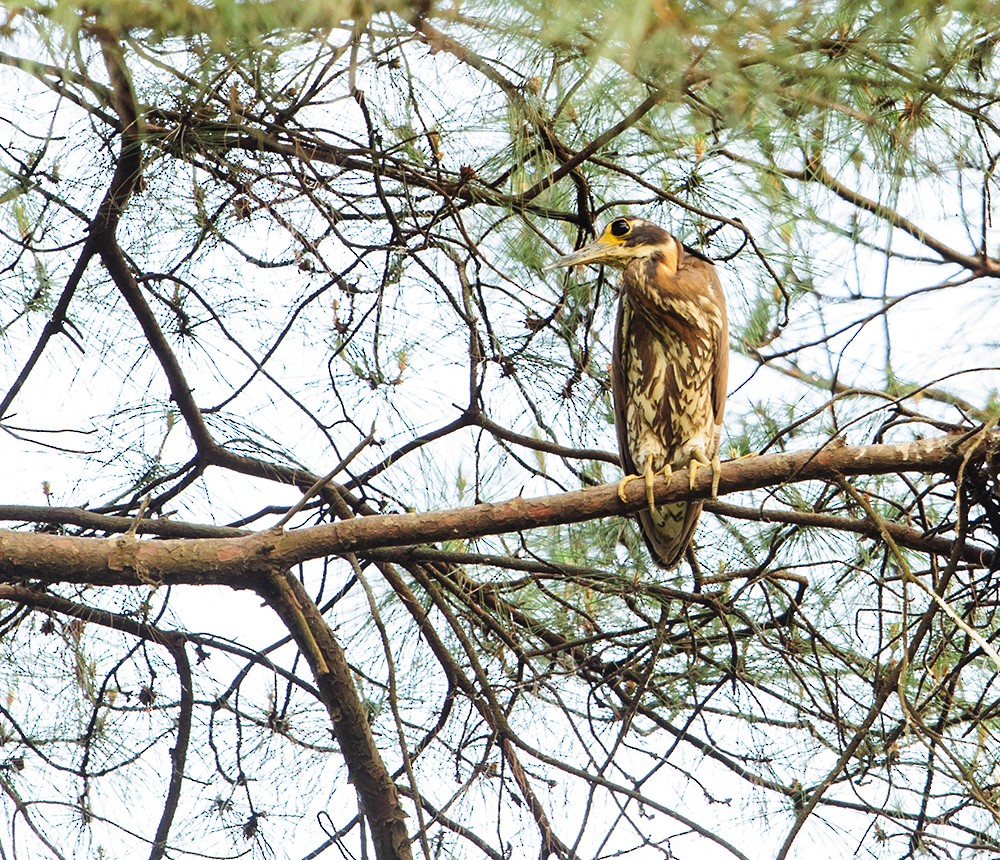 White-eared Night-Heron - eBird
