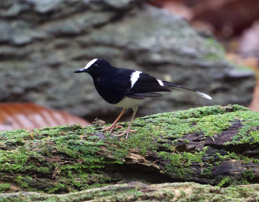 White-crowned Forktail (Malaysian) - eBird