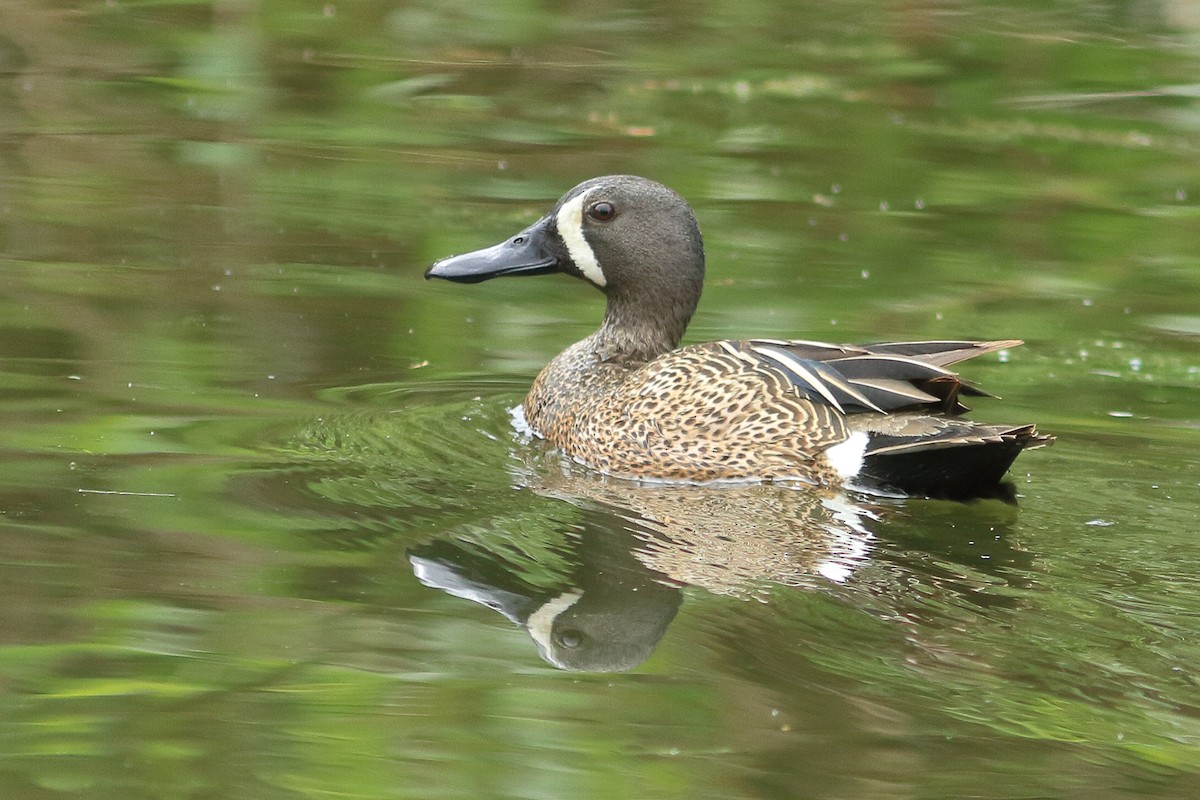 eBird Checklist - 24 May 2023 - Reifel Bird Sanctuary - 41 species (+1 ...