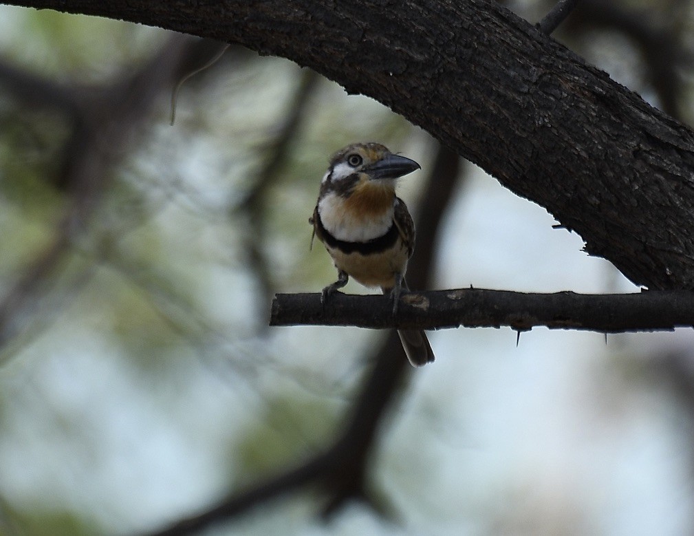 Russet-throated Puffbird - Hypnelus ruficollis - Media Search ...