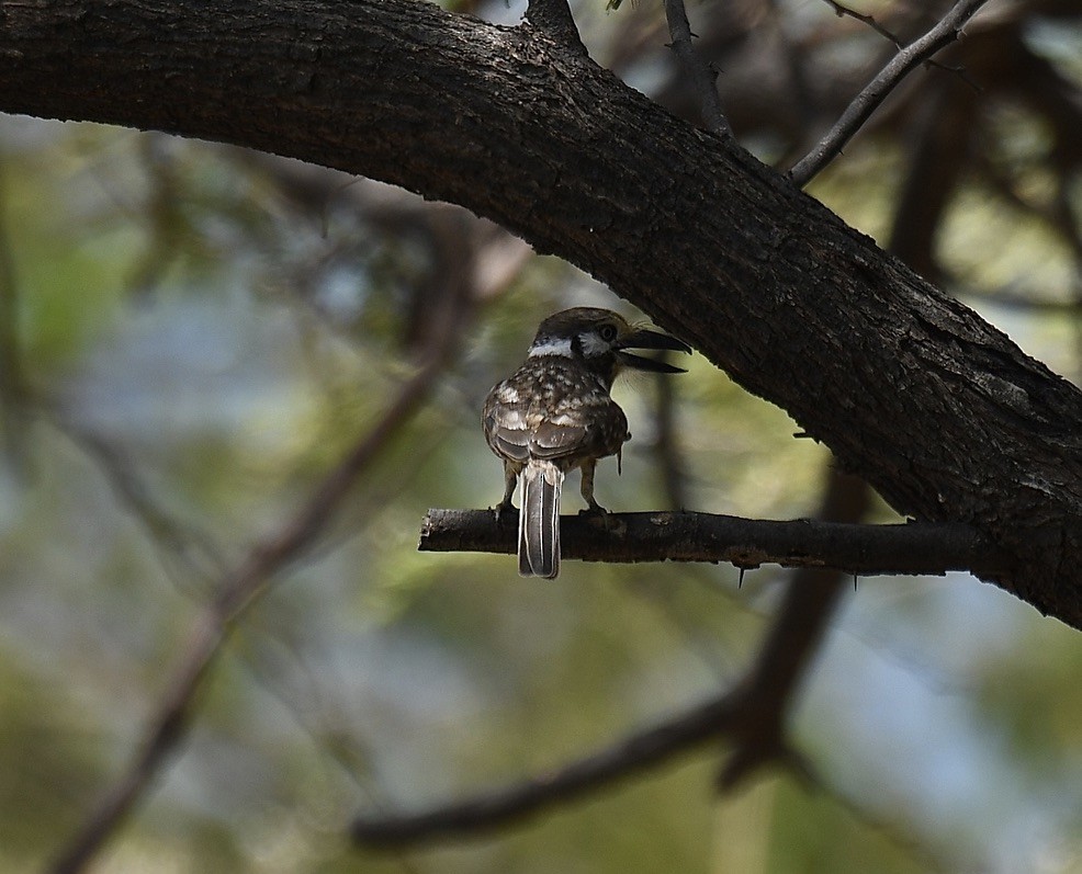Russet-throated Puffbird - Hypnelus ruficollis - Media Search ...