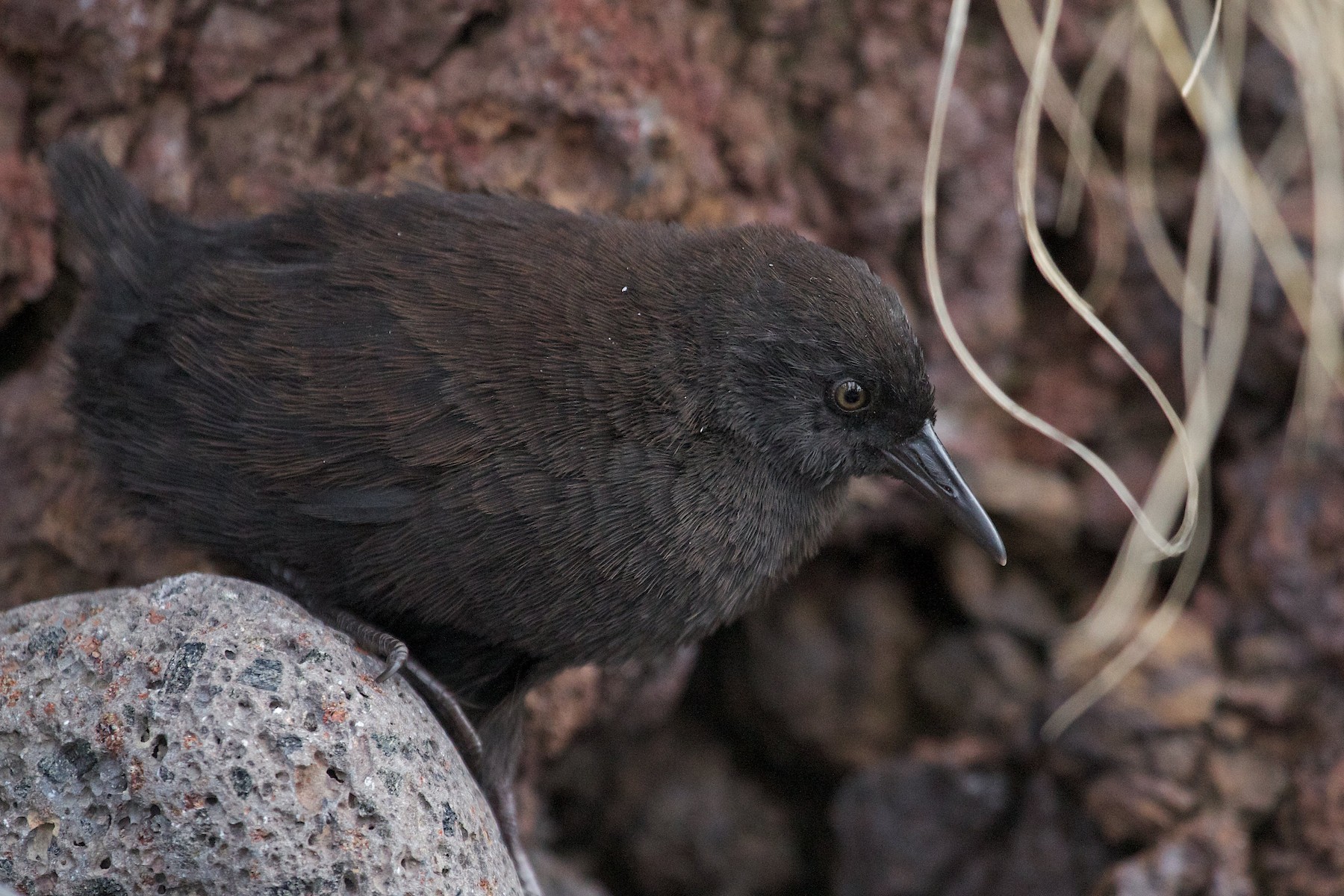 Inaccessible Island Rail - eBird