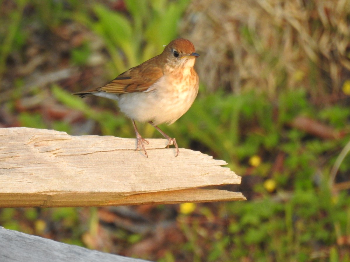 North Carolina Bird Atlas Checklist - 25 May 2023 - Blue Ridge Pkwy ...