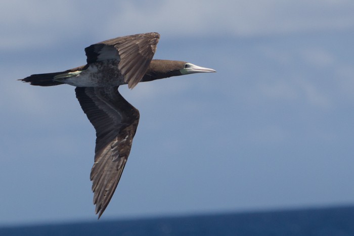 eBird Checklist - 7 May 2017 - Galapagos to Marquesas 13 - 4 species