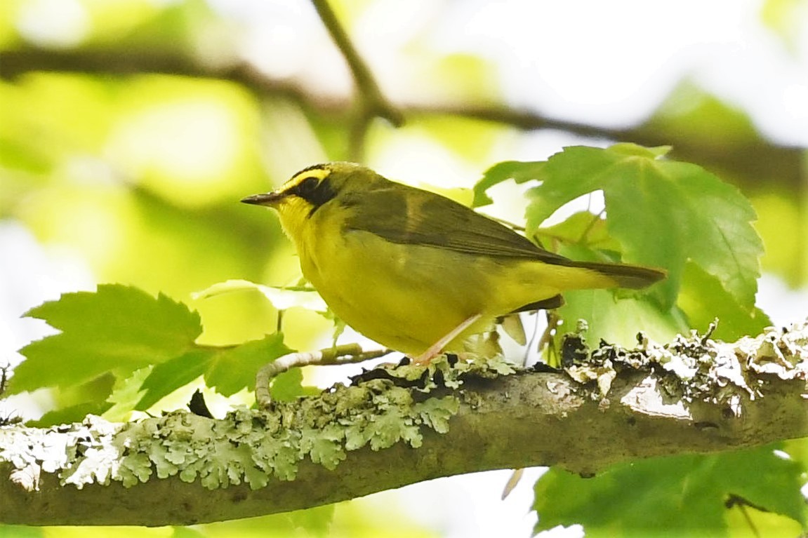 eBird Checklist - 25 May 2023 - Norman Bird Sanctuary - 22 species