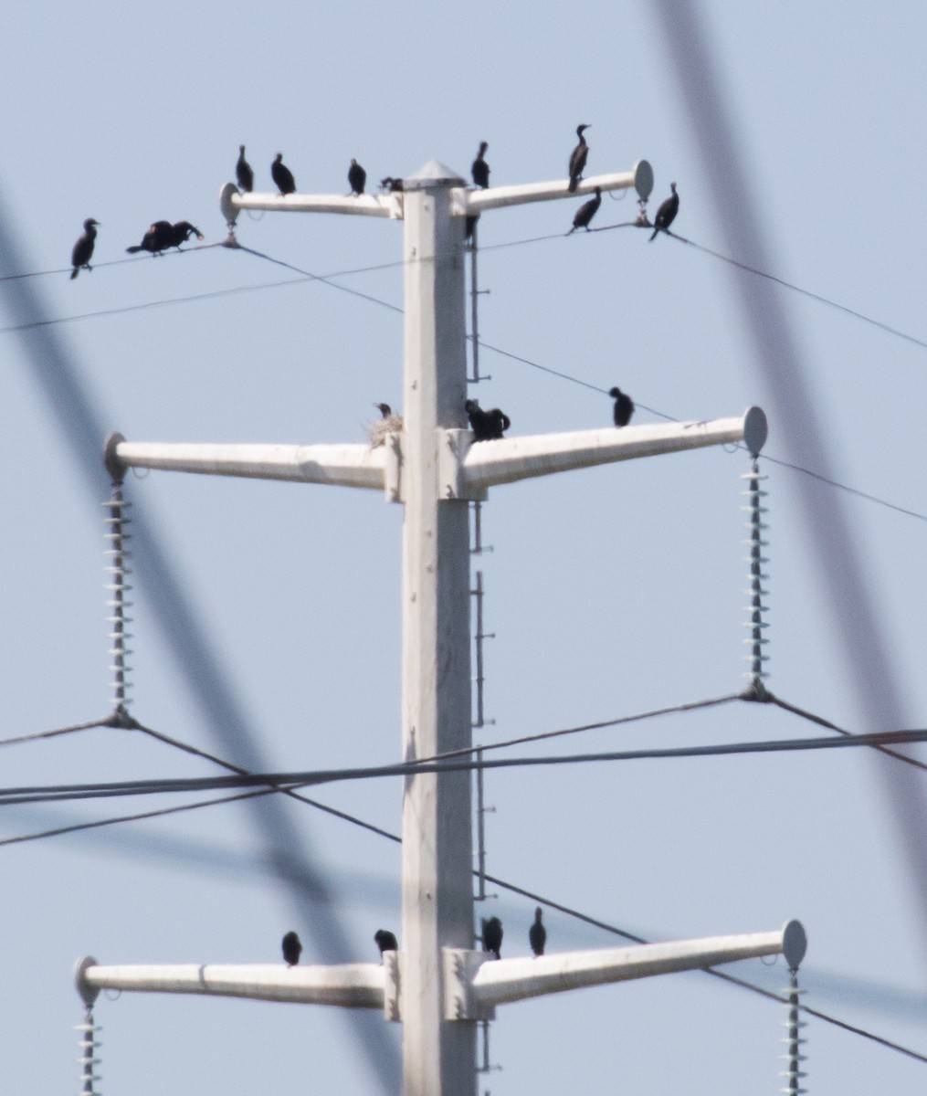 eBird Checklist - 25 May 2023 - Bush River - 3 species