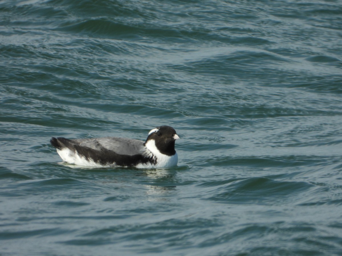 eBird Checklist - 25 May 2023 - Marismas del Odiel PNat--Espigón Juan ...