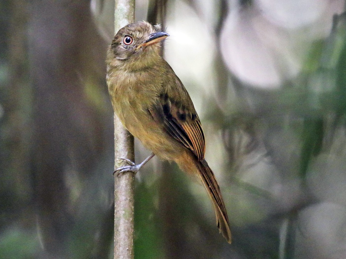Mosquero Pardo - eBird