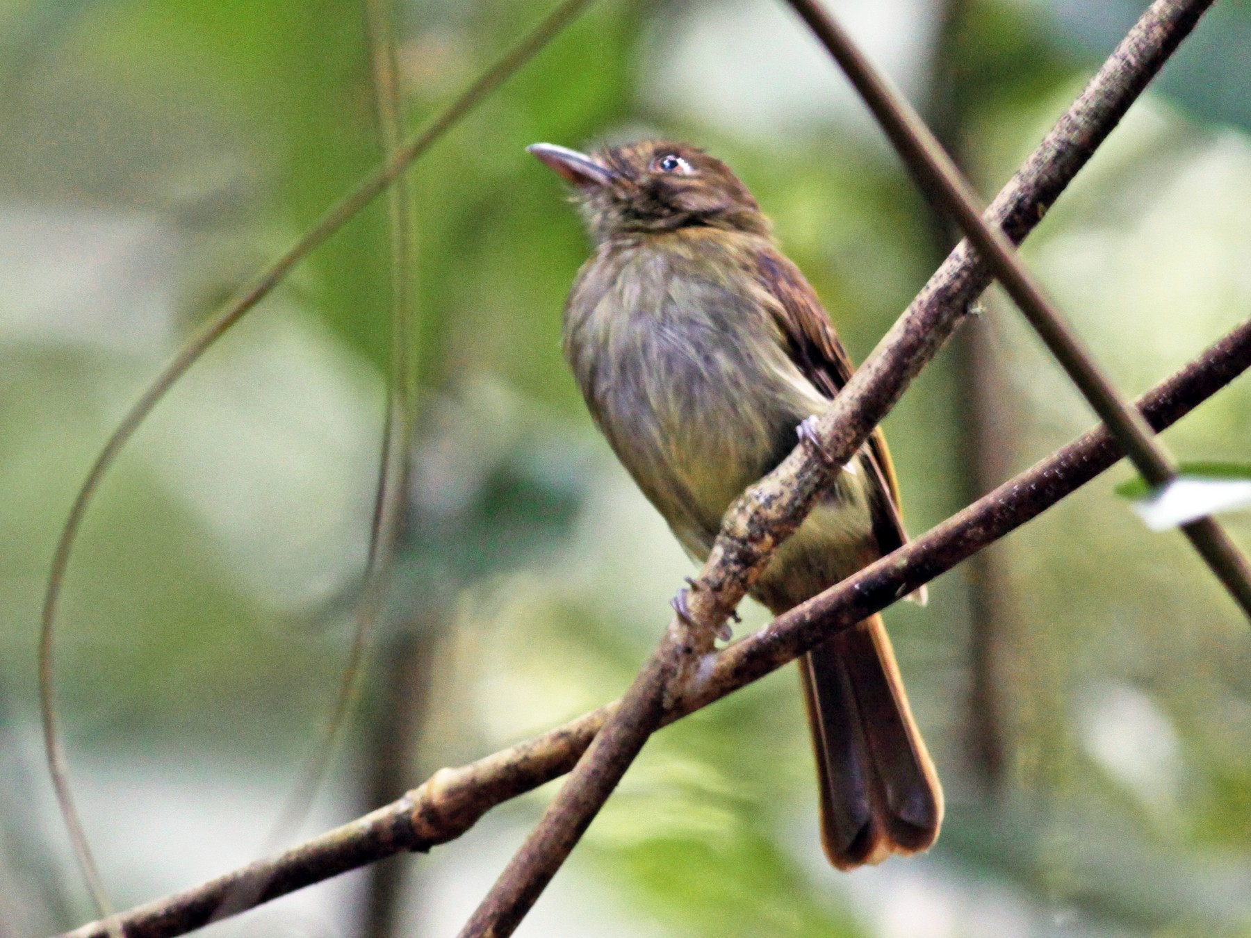 Mosquero Pardo - eBird