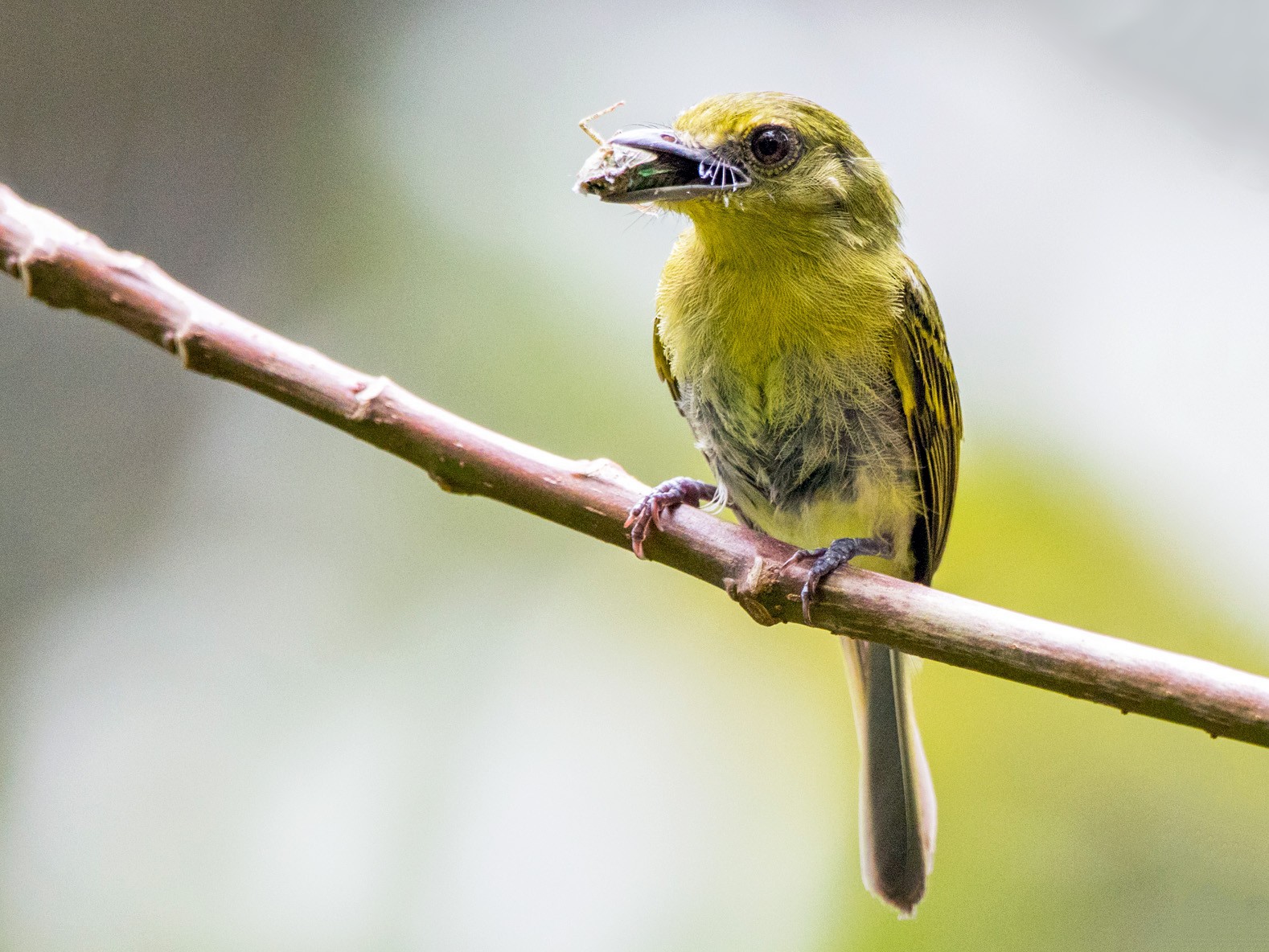 Yellow-breasted Flycatcher (Olive-faced) - eBird