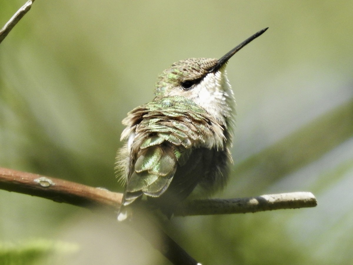 eBird Checklist - 25 May 2023 - Tommy Thompson Park - 72 species