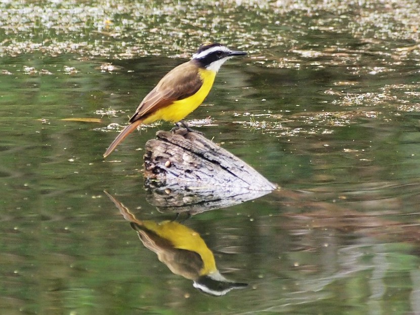 Lesser Kiskadee - eBird