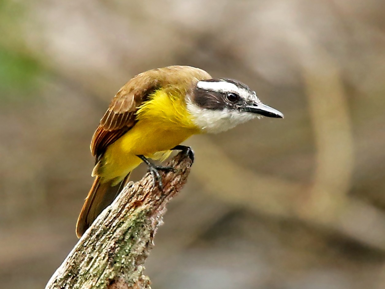 Lesser Kiskadee - eBird