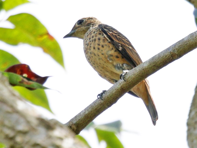 Blue Cotinga - eBird