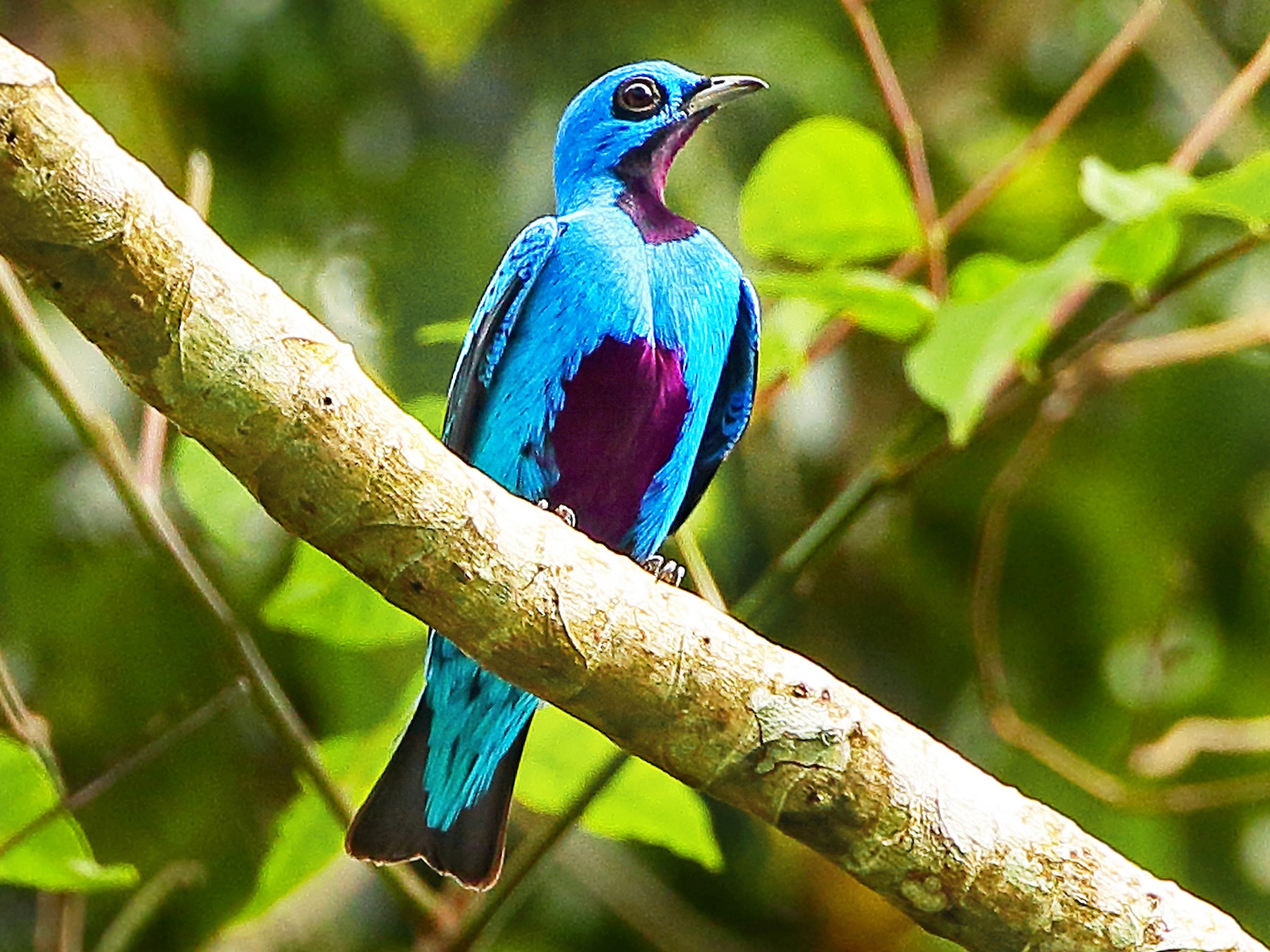 Blue Cotinga - eBird