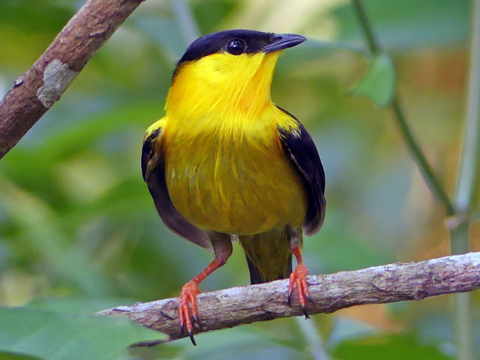 Golden-collared Manakin - eBird