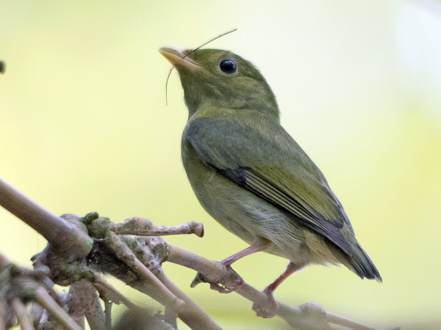 Golden-headed Manakin - eBird
