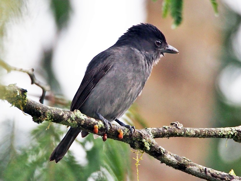 One-colored Becard - Pachyramphus homochrous - Birds of the World