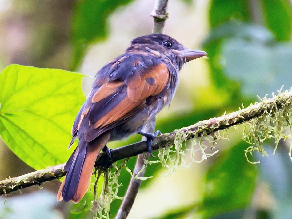 One-colored Becard - eBird