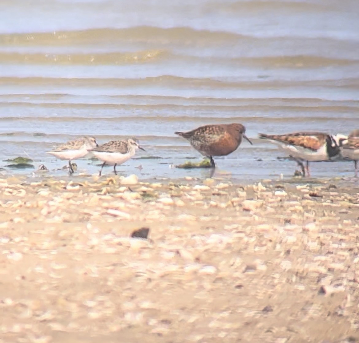New York Breeding Bird Atlas Checklist - 25 May 2023 - Jones Beach SP ...