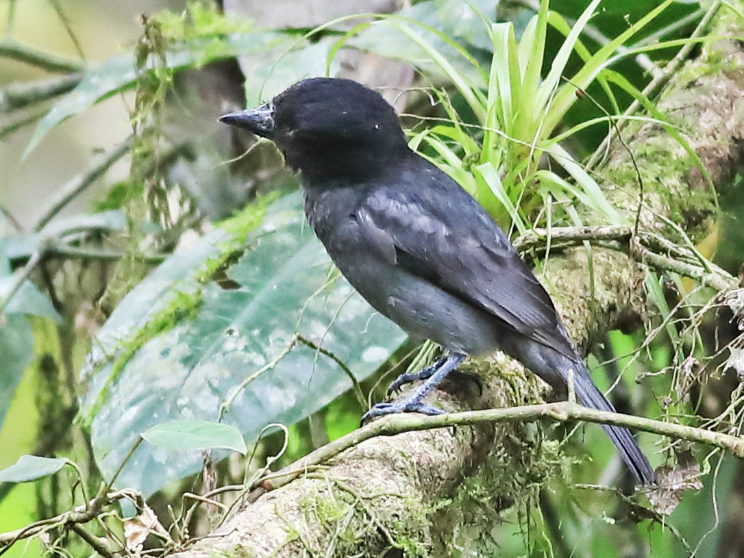 One-colored Becard - eBird