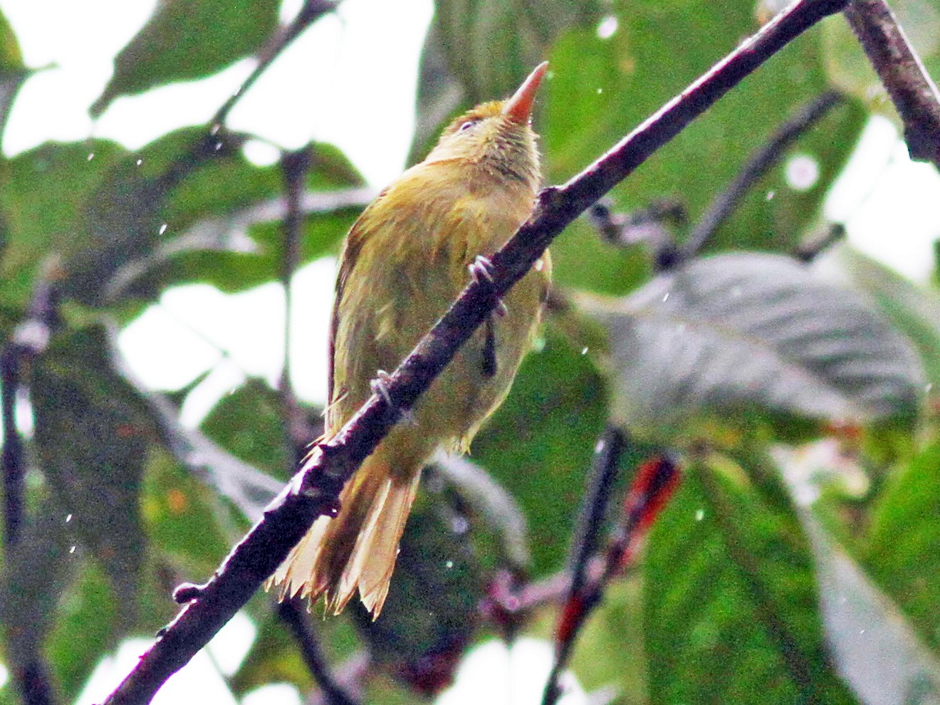 Golden-fronted Greenlet - eBird